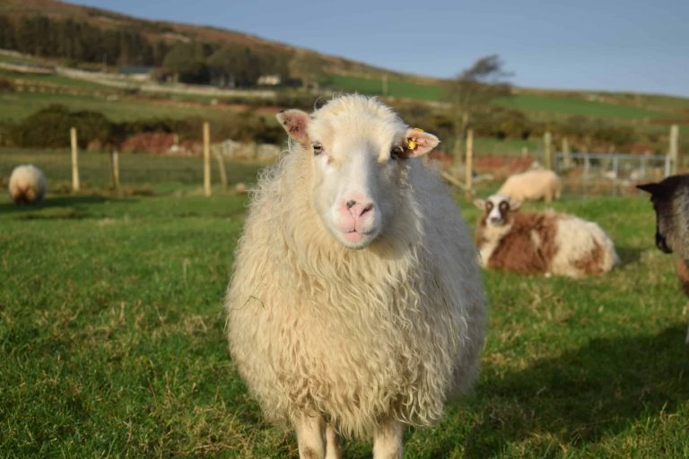 Home - Patchwork Sheep