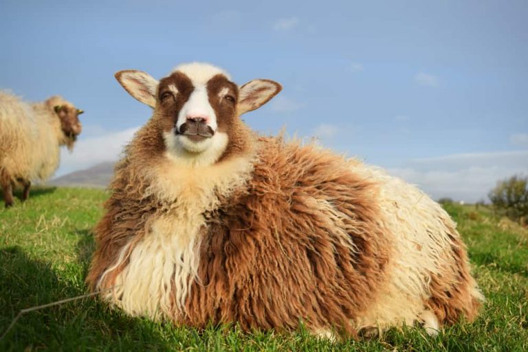 Home - Patchwork Sheep