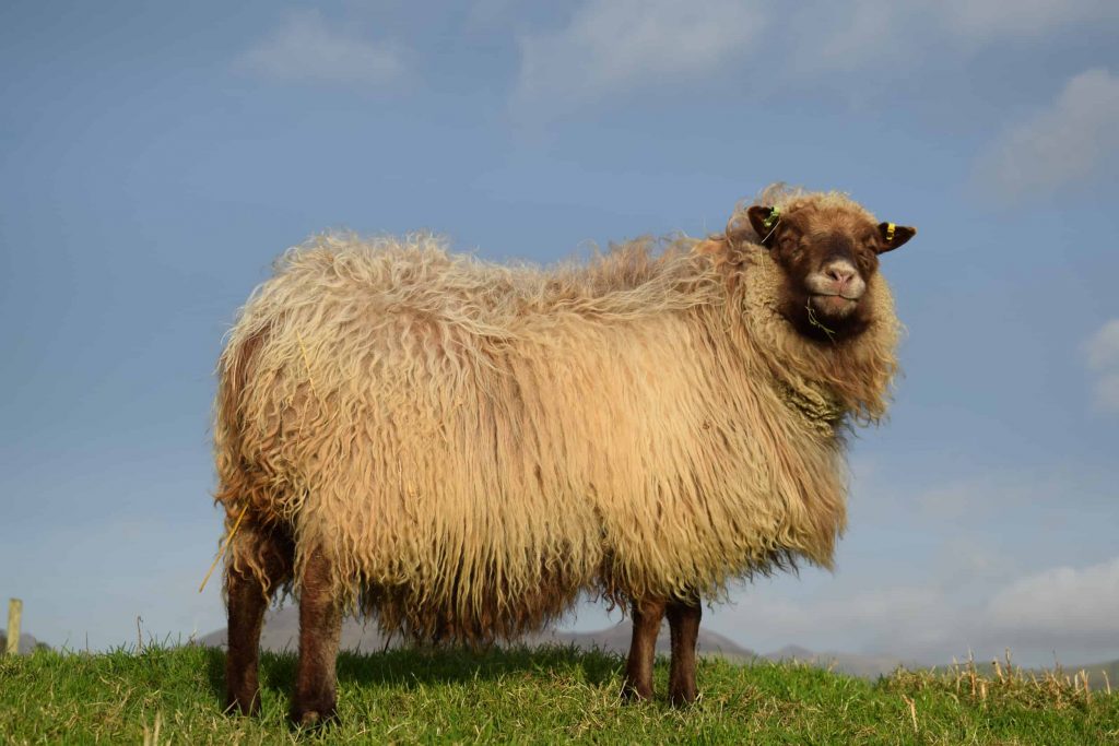 Home - Patchwork Sheep