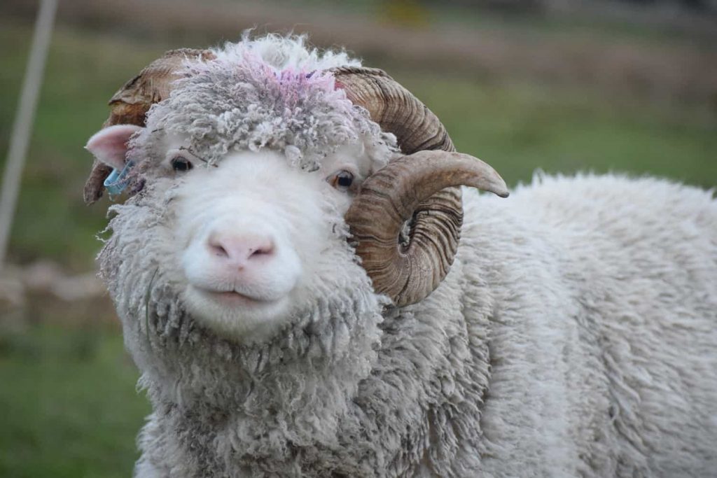 Home - Patchwork Sheep