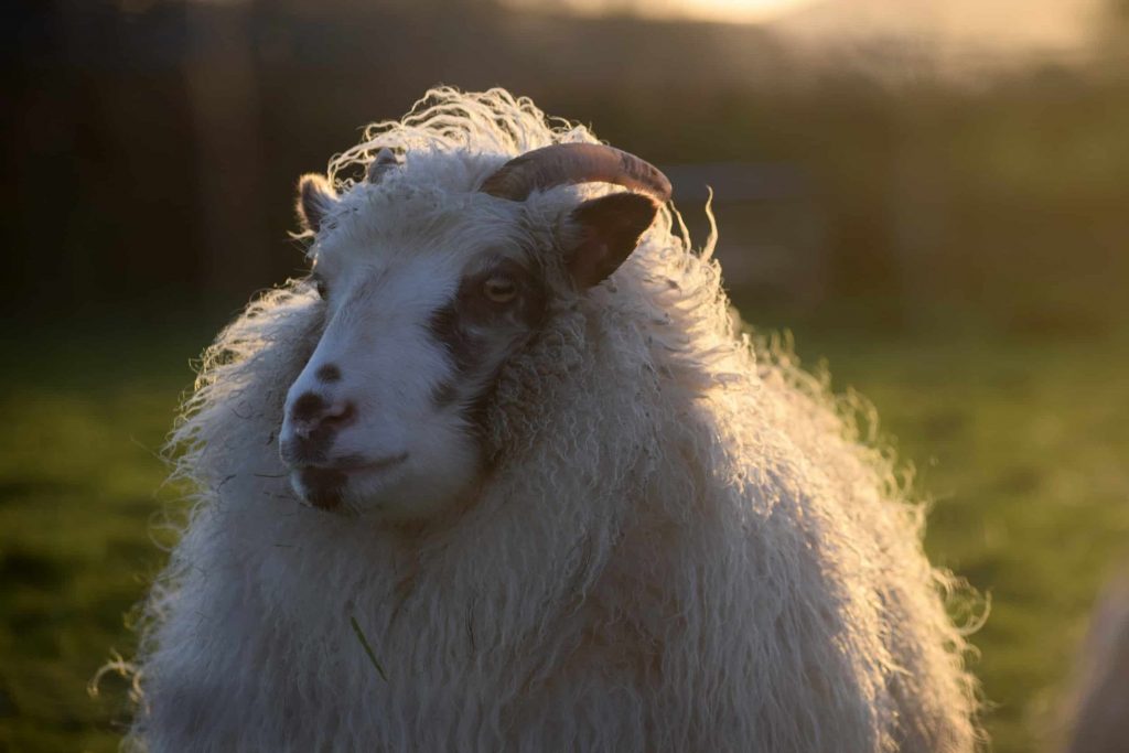 Home - Patchwork Sheep