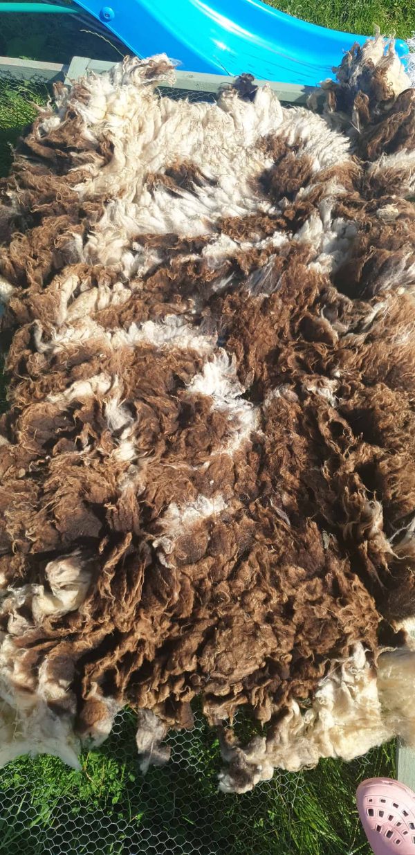 Home - Patchwork Sheep