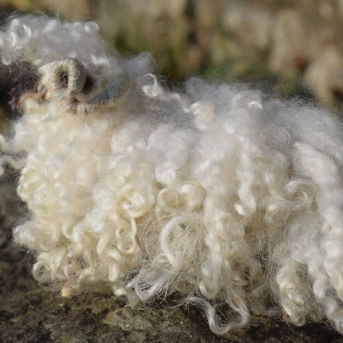 Handmade Sheep Needle Felt Wool Valais Blacknose Decoration Made in ...
