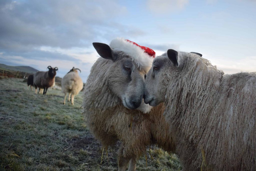 Handmade Valais Blacknose Sheep Decoration Gift - Natural Wool Sheep ...
