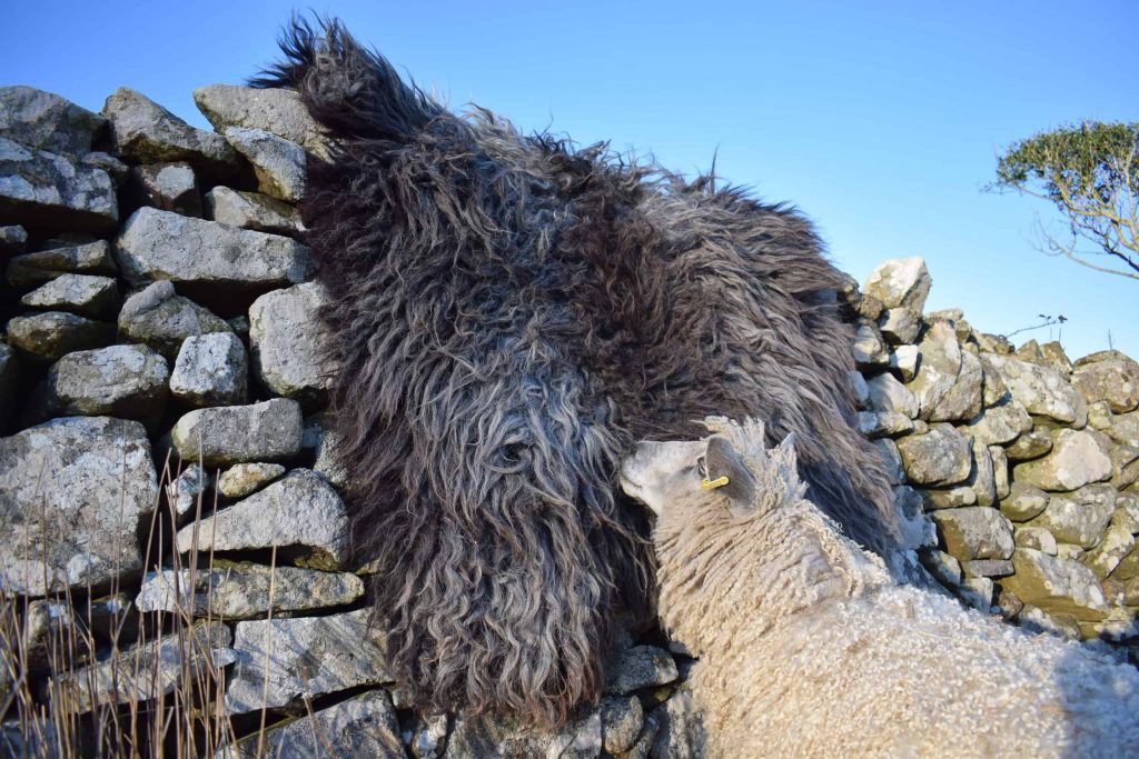 GREYFACE DARTMOOR SHEEP - Patchwork Sheep