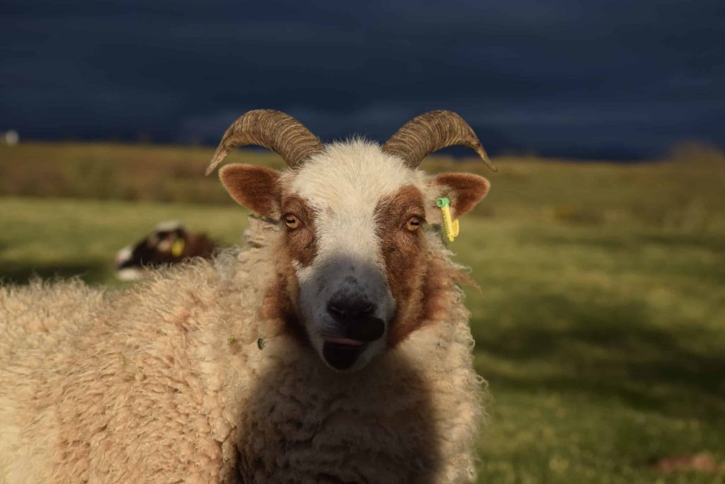 Home - Patchwork Sheep