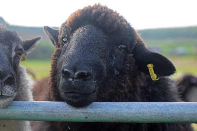 Home - Patchwork Sheep