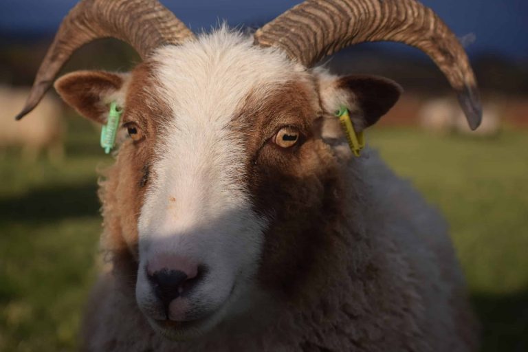 SOAY SHEEP - Patchwork Sheep