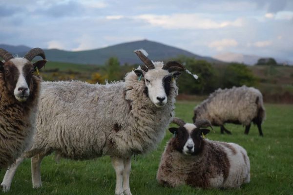 SOAY SHEEP - Patchwork Sheep