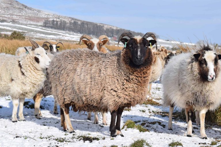 Home - Patchwork Sheep