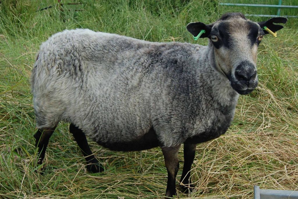 Home - Patchwork Sheep