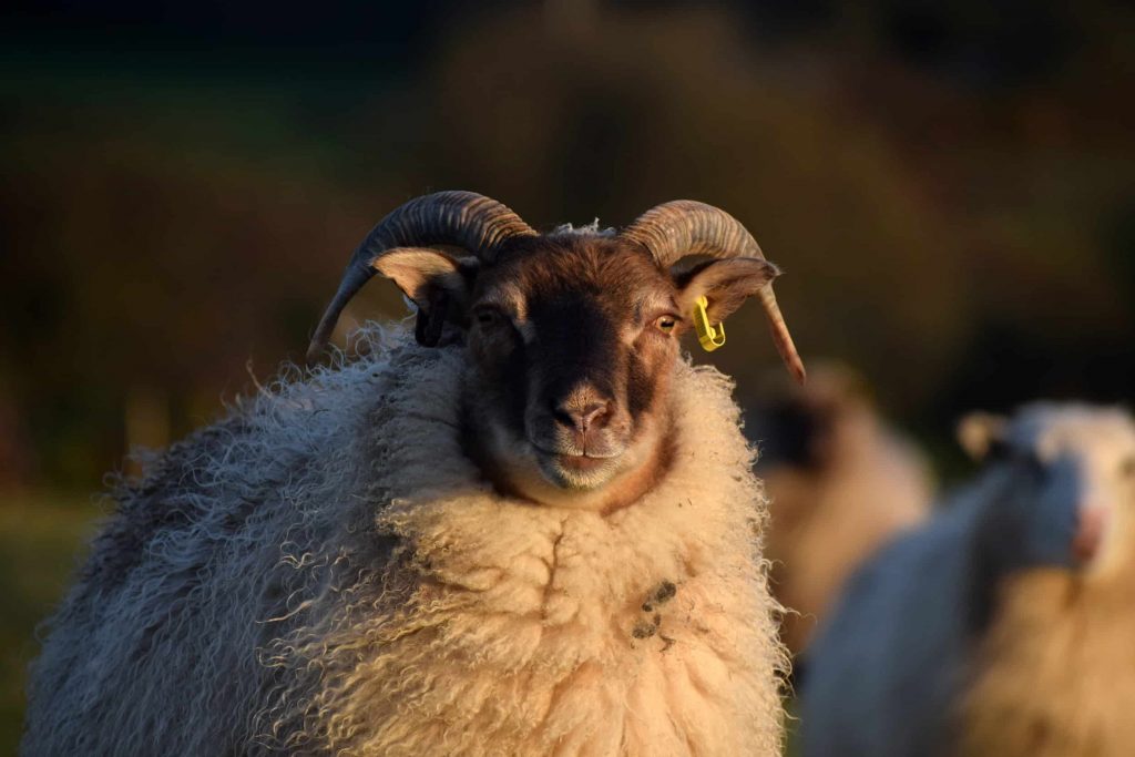 Sorrel - Patchwork Sheep