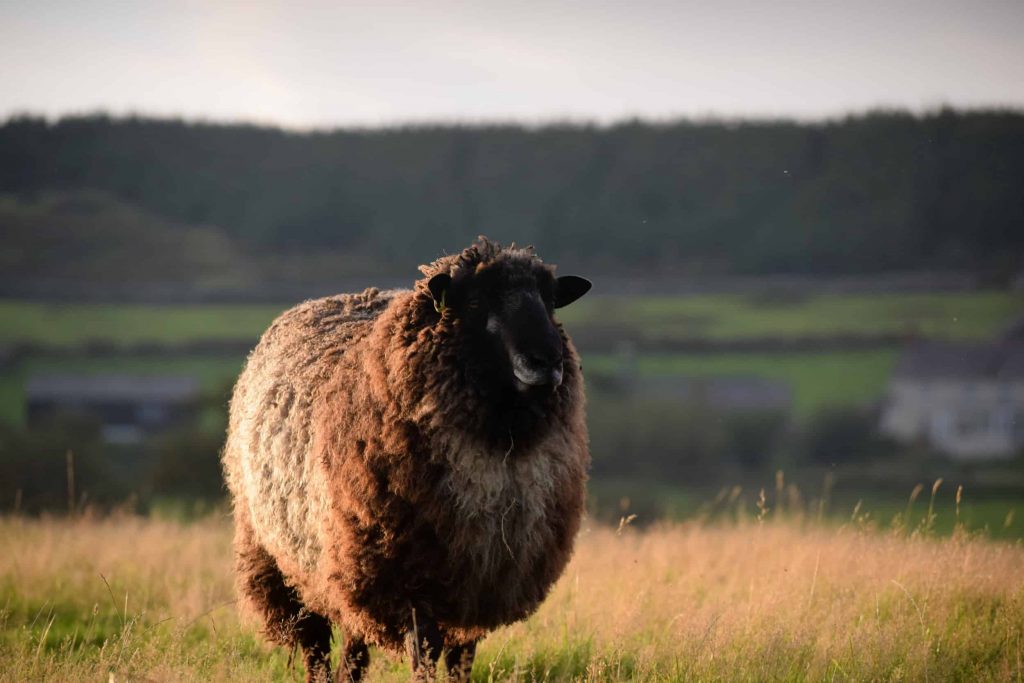 Home - Patchwork Sheep