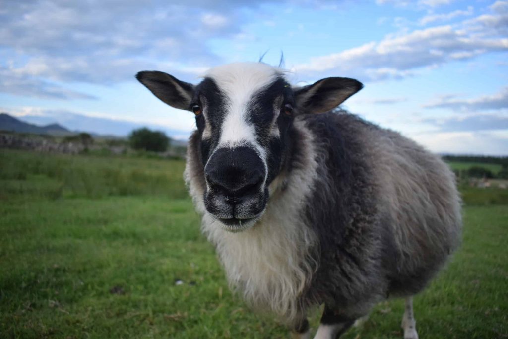 ICELANDIC SHEEP - Patchwork Sheep