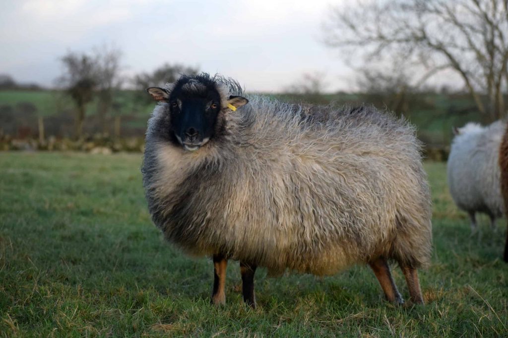 Home - Patchwork Sheep