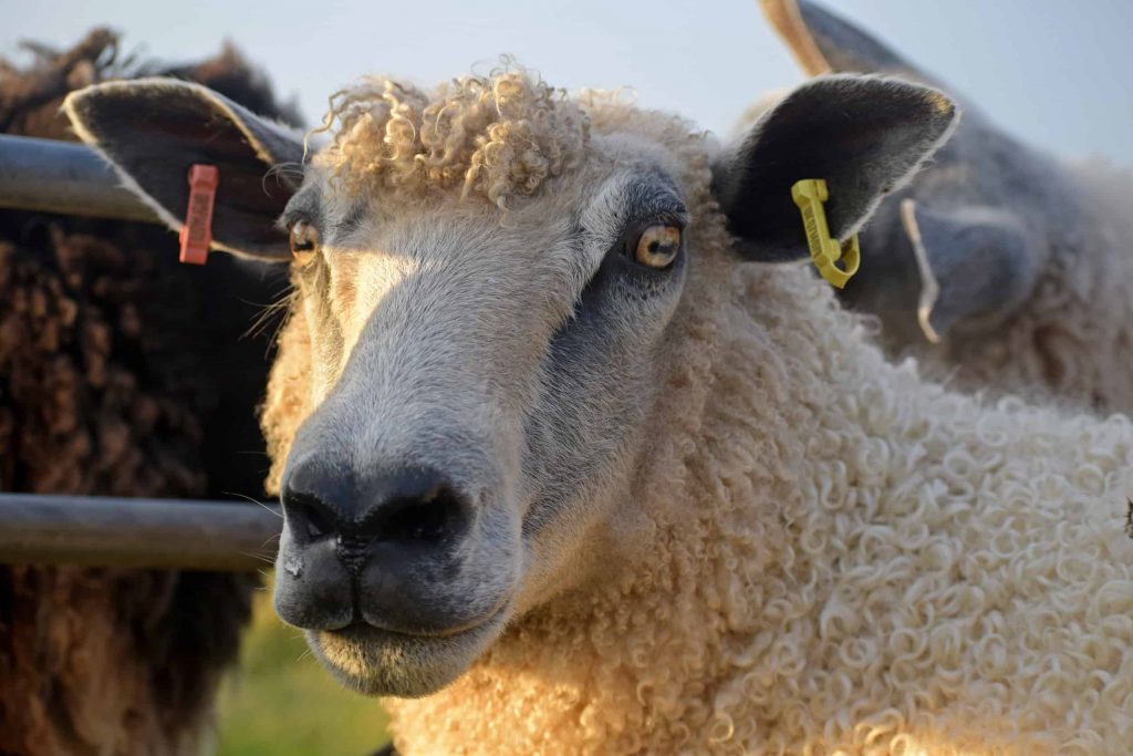 Home - Patchwork Sheep