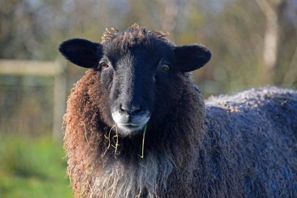 Home - Patchwork Sheep
