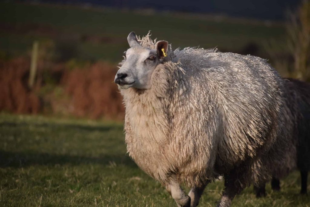 Home - Patchwork Sheep