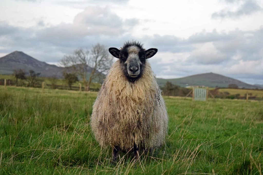 Pebbles - Patchwork Sheep