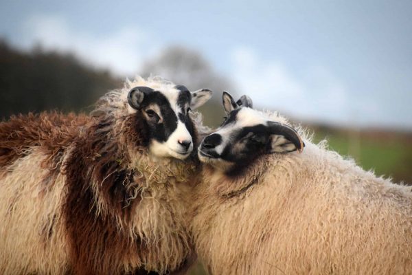 Home - Patchwork Sheep