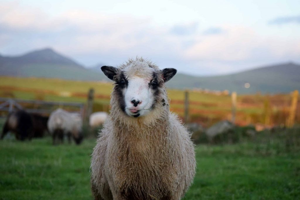 Shamrock - Patchwork Sheep