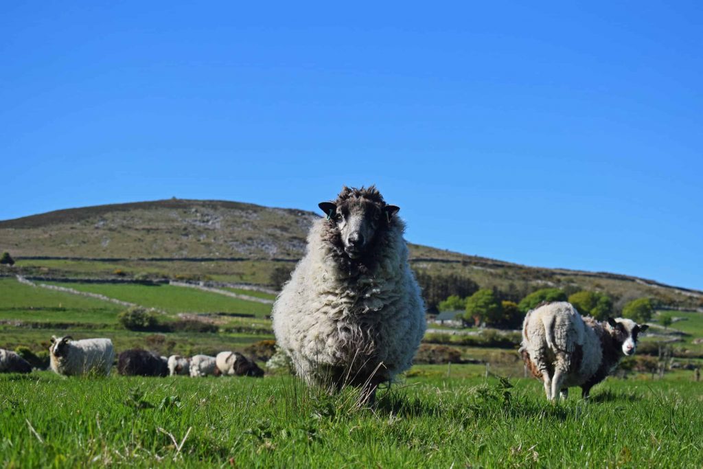 Mochi - Patchwork Sheep