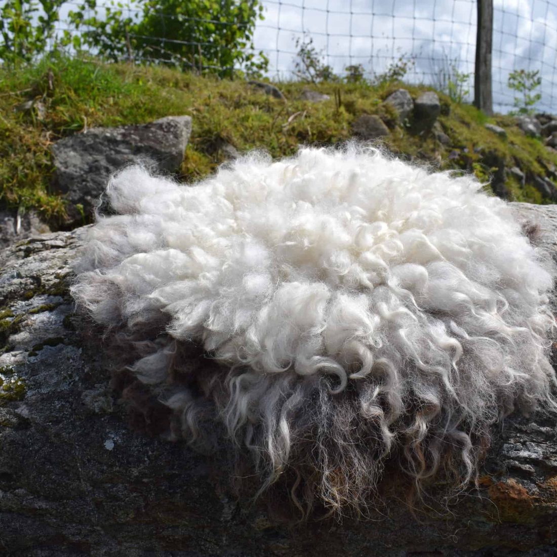 Handmade Sheep Needle Felt Wool Valais Blacknose Decoration Made in ...