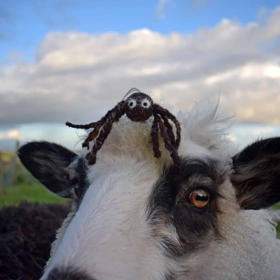 Spiders Archives - Patchwork Sheep