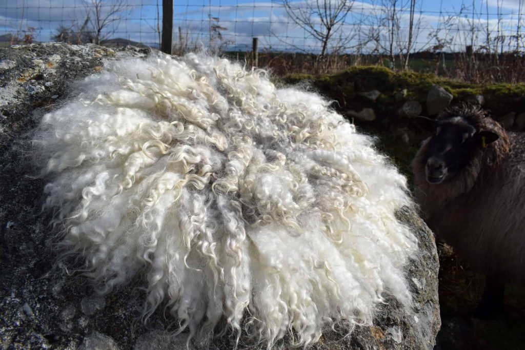 Home - Patchwork Sheep