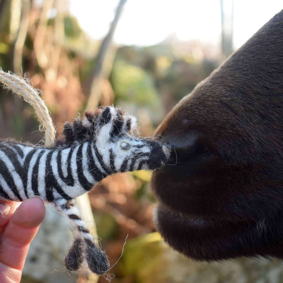 Zebra Needle Felt Wool Decoration 'Humbug' - Handcrafted in Wales ...