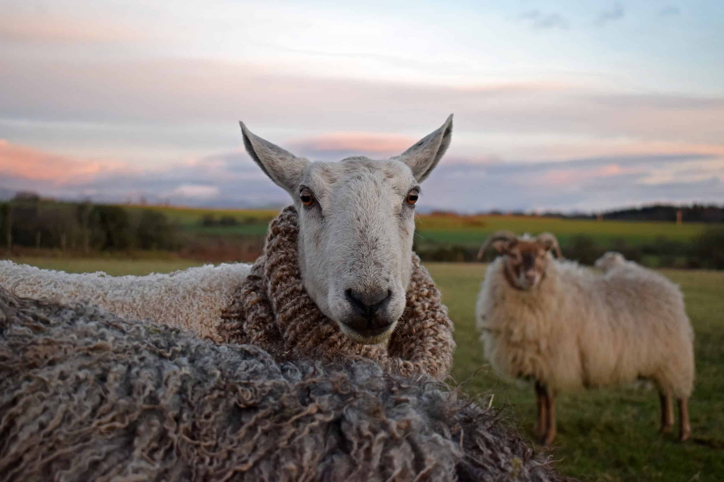 Home - Patchwork Sheep